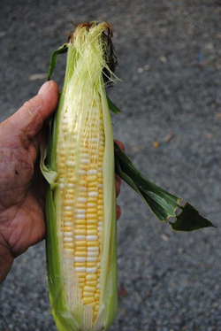 Reflections in Nature: Corn is authentically American | News, Sports ...